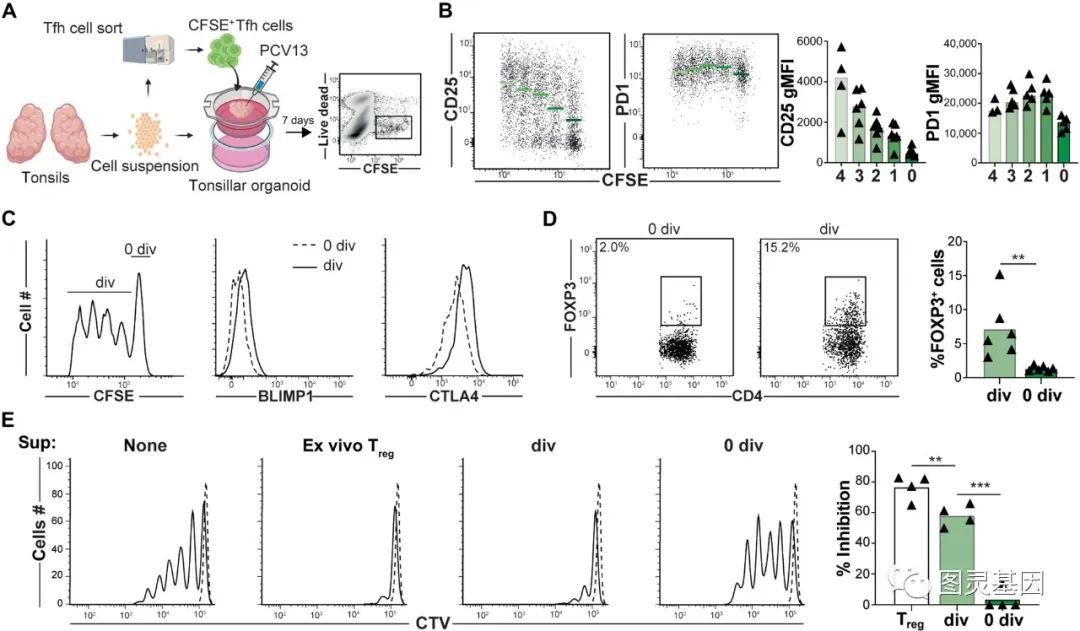 Sci Immu | 人类滤泡辅助T细胞克隆, 功能和位置异质性与免疫机制 - 知乎