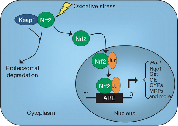 大豆苷元对断奶仔猪和IPEC-J2细胞抗氧化能力的影响 - 知乎