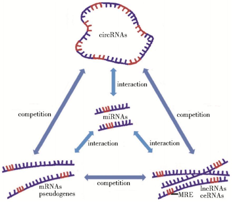 转录组学干货 | 全转录组相关内容盘点 - 知乎