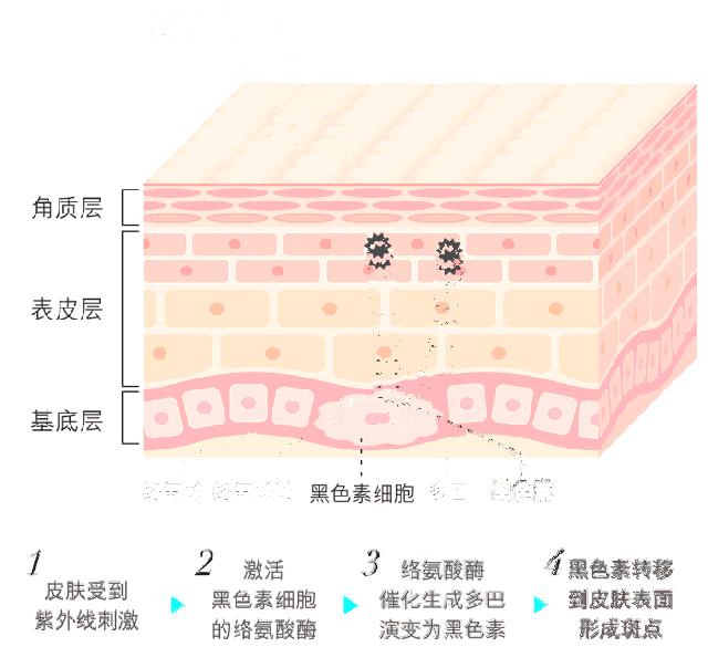 谷胱甘肽能美白吗?安全吗?美白原理是什么? 知乎