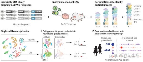 王炸组合！Perturb-Seq：CRISPR+single cell - 知乎