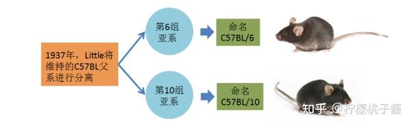 常用实验小鼠品系介绍 - 知乎