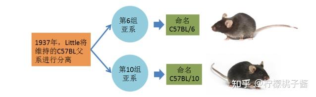 常用实验小鼠品系介绍 - 知乎