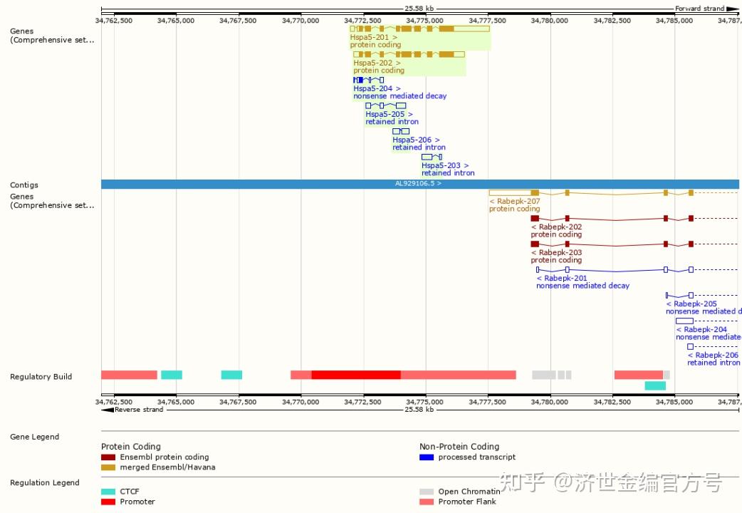 案例分享：Hspa5基因组织特异性敲除小鼠(Loxp)构建技术报告 - 知乎