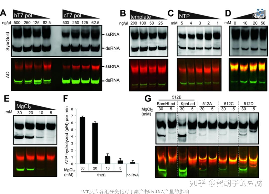 DoE优化IVT反应体系，提升saRNA产量。 - 知乎