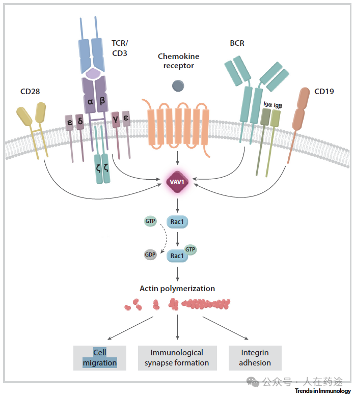 22.5亿美元！诺华青睐的VAV1分子胶长啥样？市场前景如何？ - 知乎