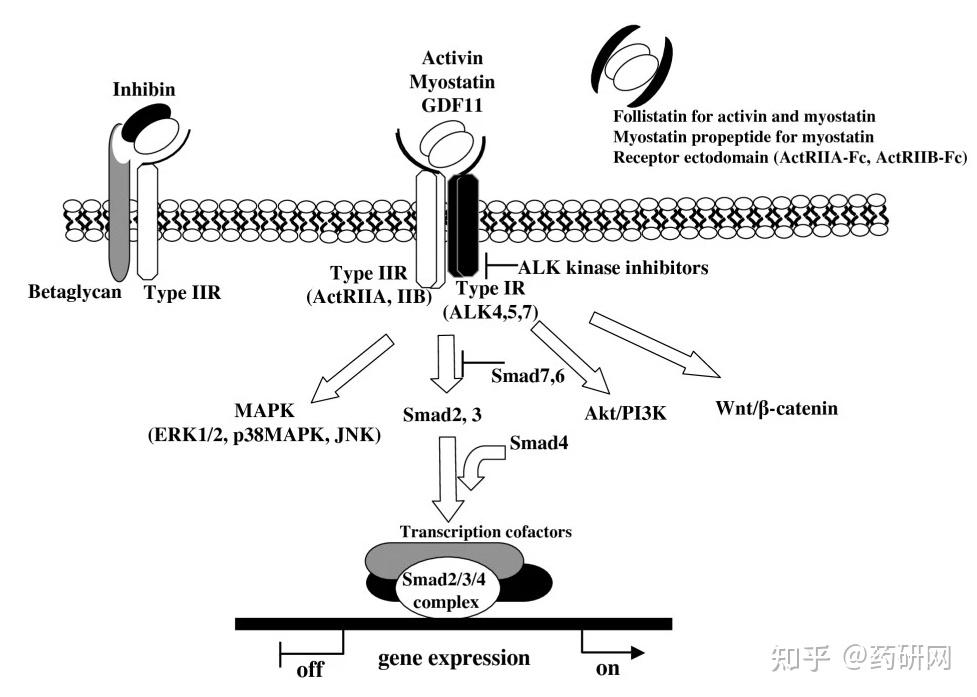 减脂增肌靶点 —— ActRII - 知乎