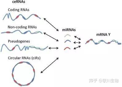 没想到你是这样的CeRNA - 知乎