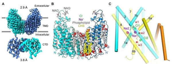 新型血压控制药？Sci Adv：揭示钠-氯共转运蛋白NCC的高分辨结构 - 知乎