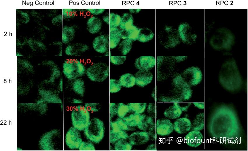 活性氧ROS荧光探针 - 知乎