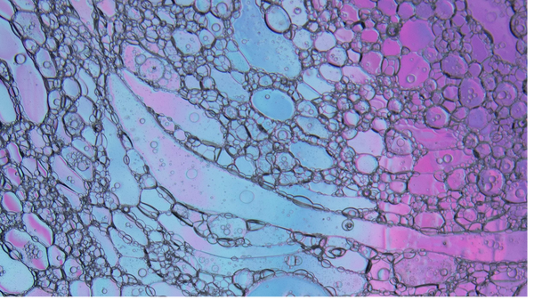 发现：通过KGDH控制组蛋白去甲基化 - 知乎