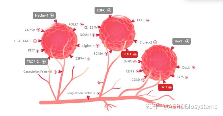 ACROBiosystems百普赛斯LIV-1蛋白，行业鲜见，助力ADC研发 - 知乎
