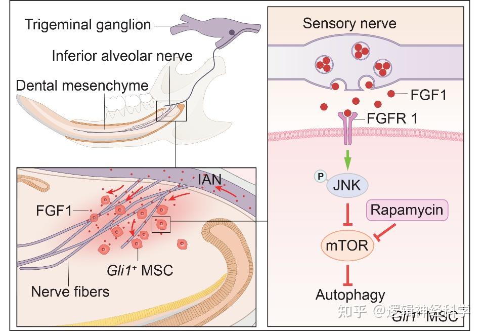 Nat Commun︱南加州大学柴洋课题组揭示感受神经通过FGF/mTOR/autophagy信号轴调控间充质干细胞稳态 - 知乎