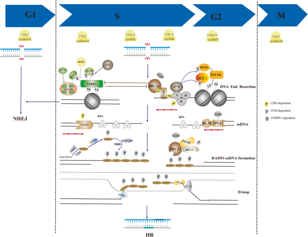 NGS小知识 ‖ 同源重组修复 —— HRR - 知乎