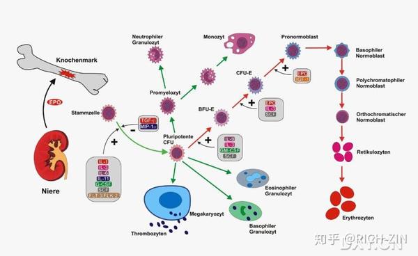 Mini-review : Epo糖蛋白的分子结构、调控机制和应用 - 知乎