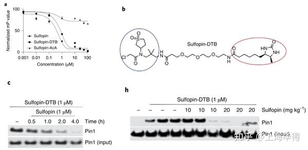 Biotin-linker：化学生物学中的独特应用 - 知乎