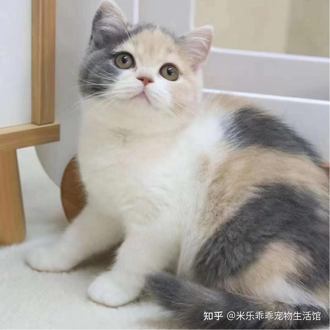 原来英短还有那么多稀有毛色? 知乎