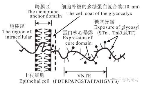 实体瘤治疗新靶点：MUC1 - 知乎
