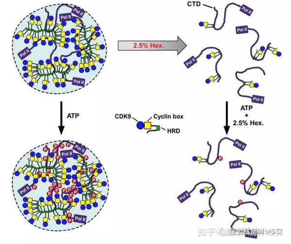 文献解读｜火遍科研圈的相分离，到底有什么魔力 - 知乎