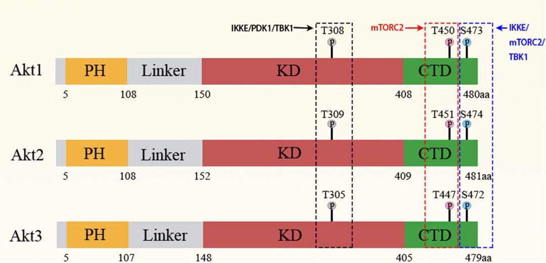 乳腺癌治疗的明日之星：AKT抑制剂 - 知乎