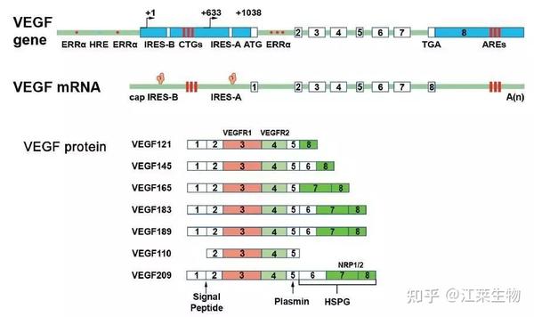 隐藏王者-血管内皮生长因子VEGF家族 - 知乎