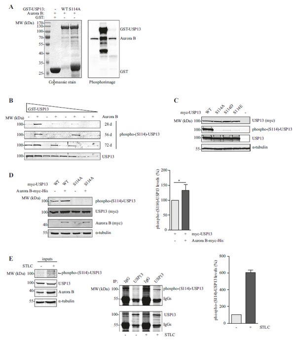 USP13控制Aurora B的稳定性影响整个细胞周期的进程 - 知乎