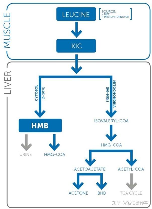 功能营养篇-HMB（肌肉健康） - 知乎