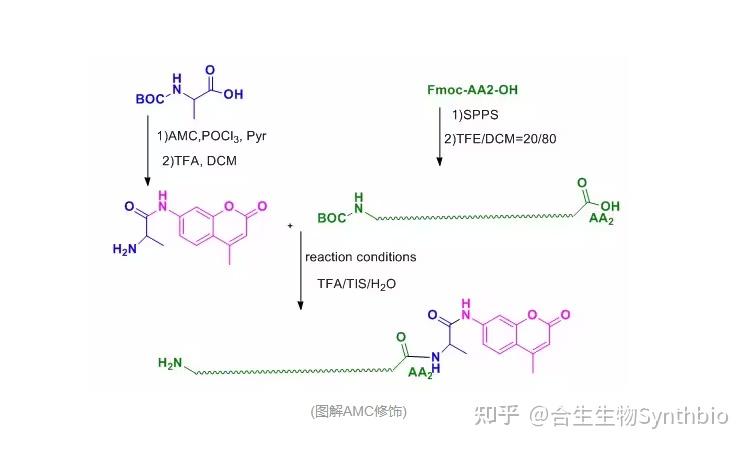 多肽合成荧光标记多肽FITC/AMC/FAM/Rhodamine/TAMRA/Cy3/Cy5/Cy7-Peptide常见基团介绍 - 知乎
