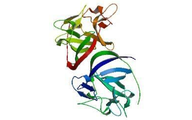 干细胞培养关键因子——bFGF - 知乎