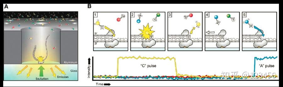[测序仪原理] 三代测序：道路千万条，不走PCR （1）：PacBio SMRT - 知乎