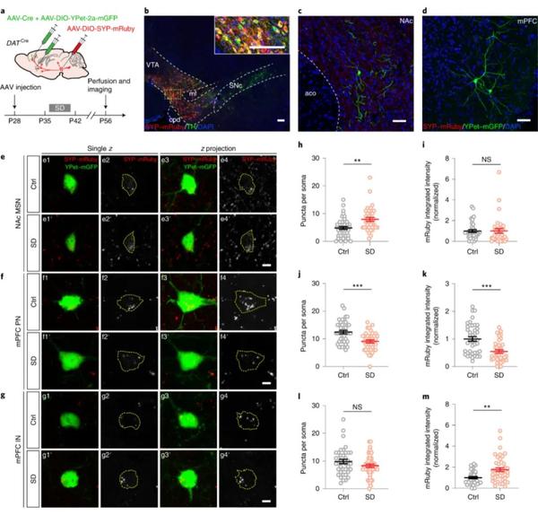 【独家合作】BrainVTA联合北大于翔课题组开发Cre依赖的可标记完整神经元形态的AAV病毒 - 知乎
