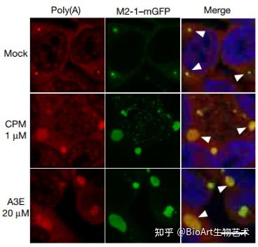 Nature | 山东大学Ralf Altmeyer组等报道小分子促进相分离抑制病毒复制 - 知乎