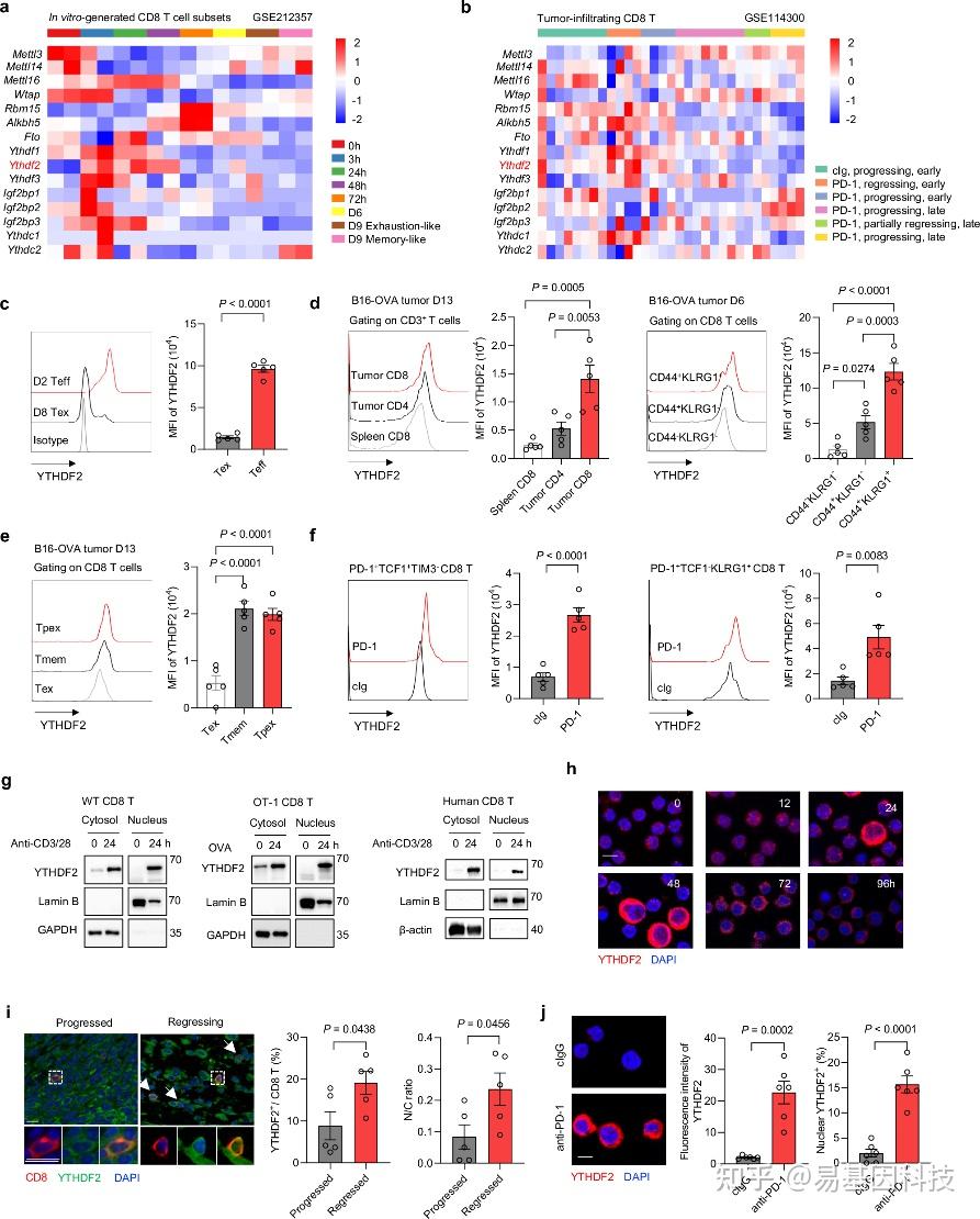 易基因： m6A-seq+RIP-seq+ATAC等揭示YTHDF2通过整合RNA与DNA表观组学调控T细胞抗肿瘤免疫多功能性｜NC - 深圳市易基因科技 - 博客园