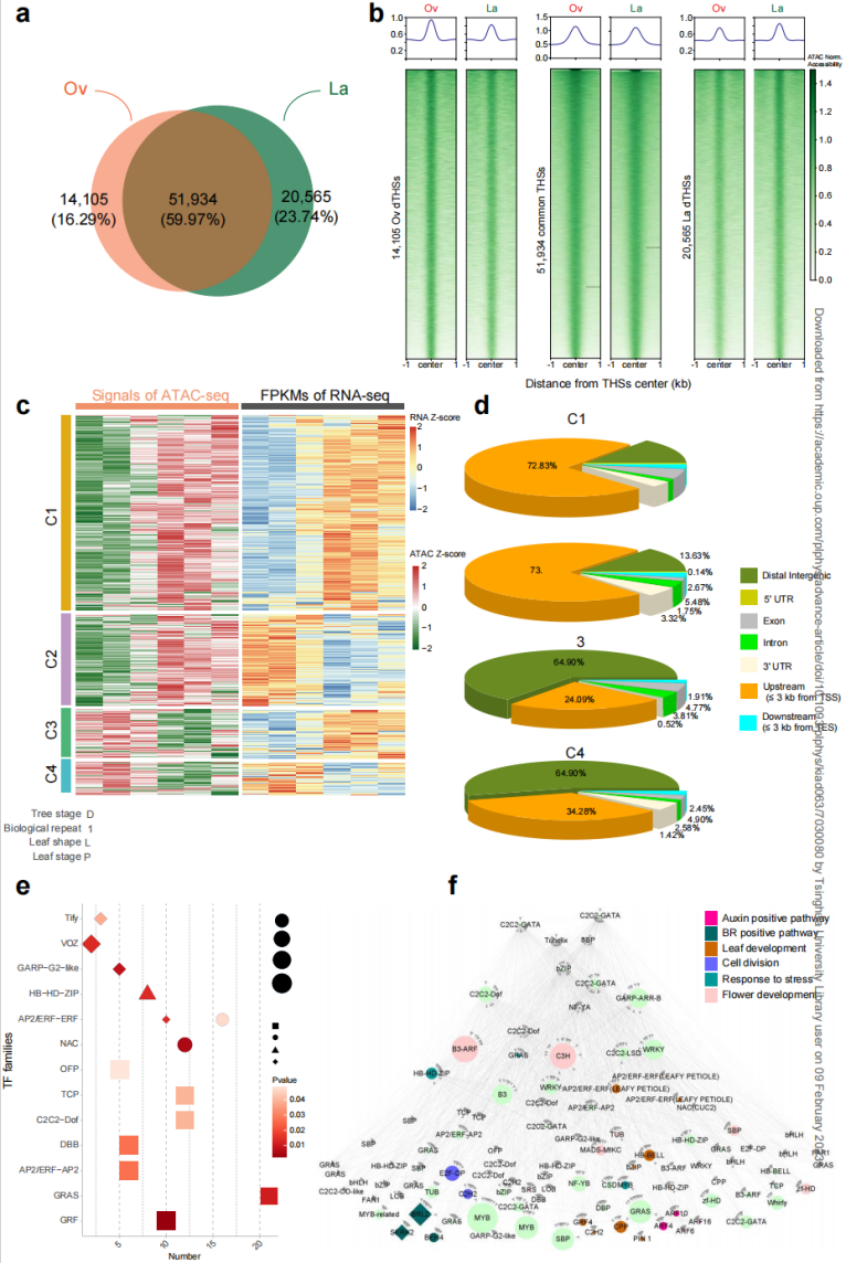 ATAC+RNA-seq揭秘植物领域的基因表观遗传调控！ - 知乎