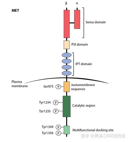 c-Met的功能、突变及靶向治疗 - 知乎