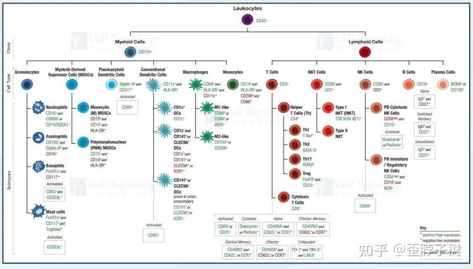 单细胞测序亚群注释/鉴定/定义网站 - 知乎