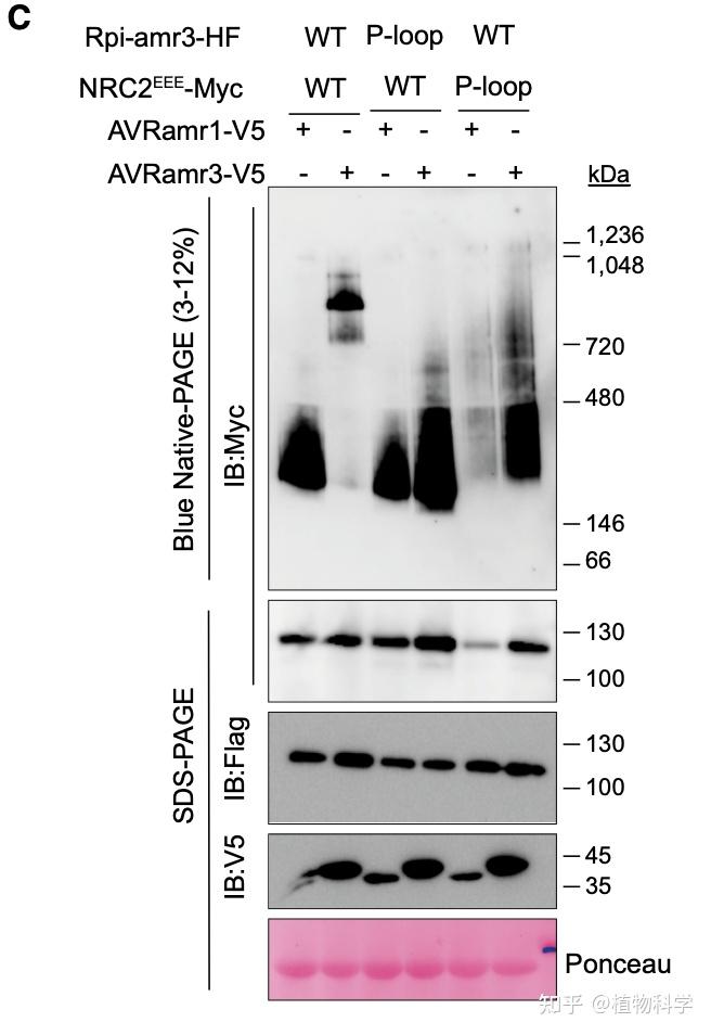 EMBO J 一作详解 | 英国TSL研究所Jonathan Jones组发现植物辅助型抗病蛋白(Helper NLR)激活机制 - 知乎