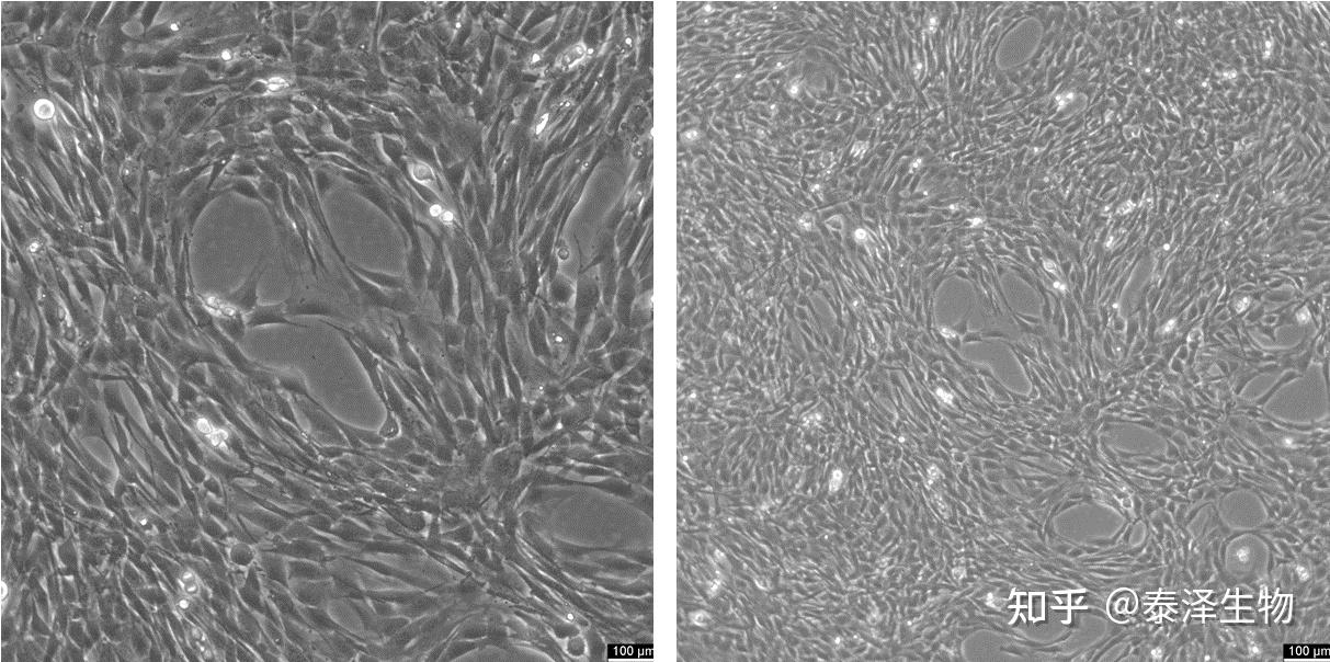 细胞进阶讲解—C2C12 - 知乎