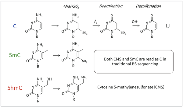 易基因｜组学研究：人类胎儿发育过程的DNA羟甲基化(5hmC)和RNA m5C动态重编程 - 知乎