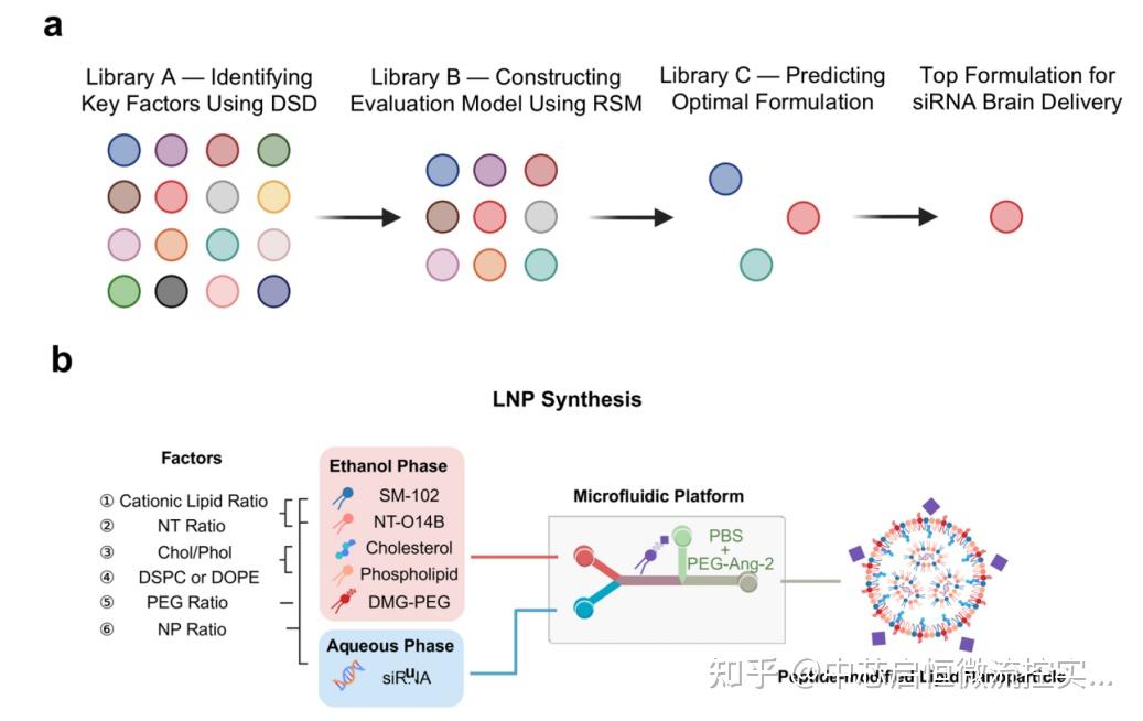 多肽偶联脂质纳米颗粒的优化策略：突破血脑屏障实现高效siRNA递送治疗多形性胶质母细胞瘤 - 知乎