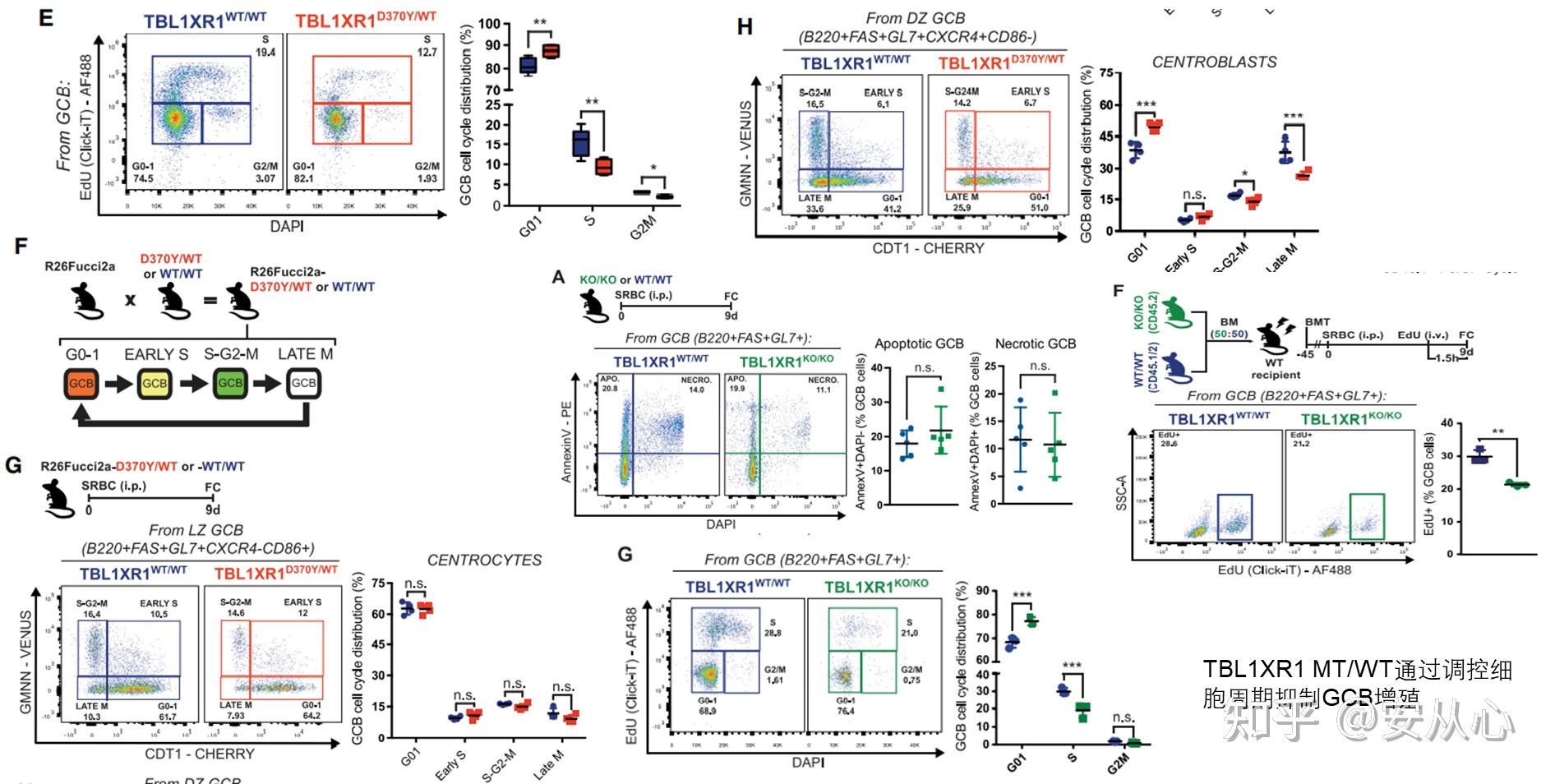 TBL1XR1突变通过诱导促肿瘤程序驱动结外淋巴瘤 - 知乎