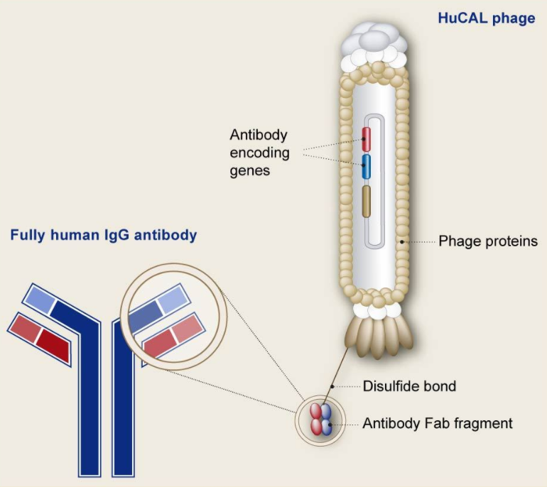 Focus | 噬菌体展示技术——合成生物学的实力新星 - 知乎