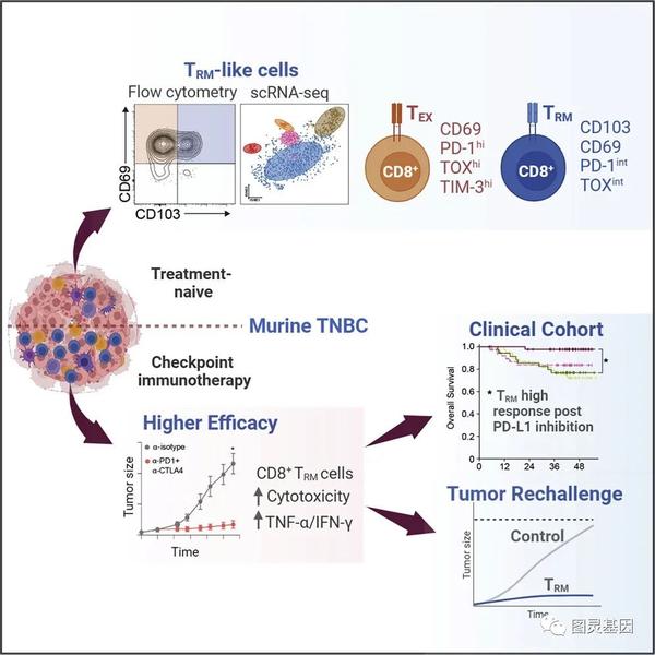Cancer Cell ｜ 组织驻留记忆CD8+ T细胞介导乳腺癌局部免疫和免疫检查点反应 - 知乎