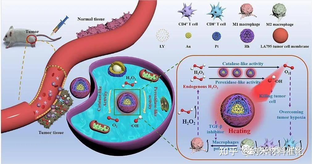 【Chem.Eng.J.】具有热疗增强酶模拟活性的大孔介孔Au@Pt@Rh三金属纳米结构，用于改善免疫调节的肿瘤催化治疗 - 知乎