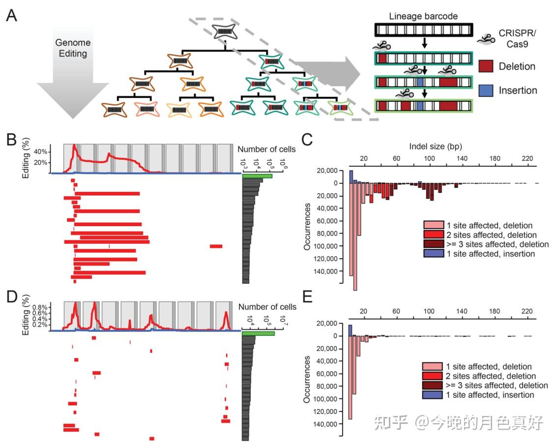 Simultaneous single-cell profiling of lineages and cell types in the ...