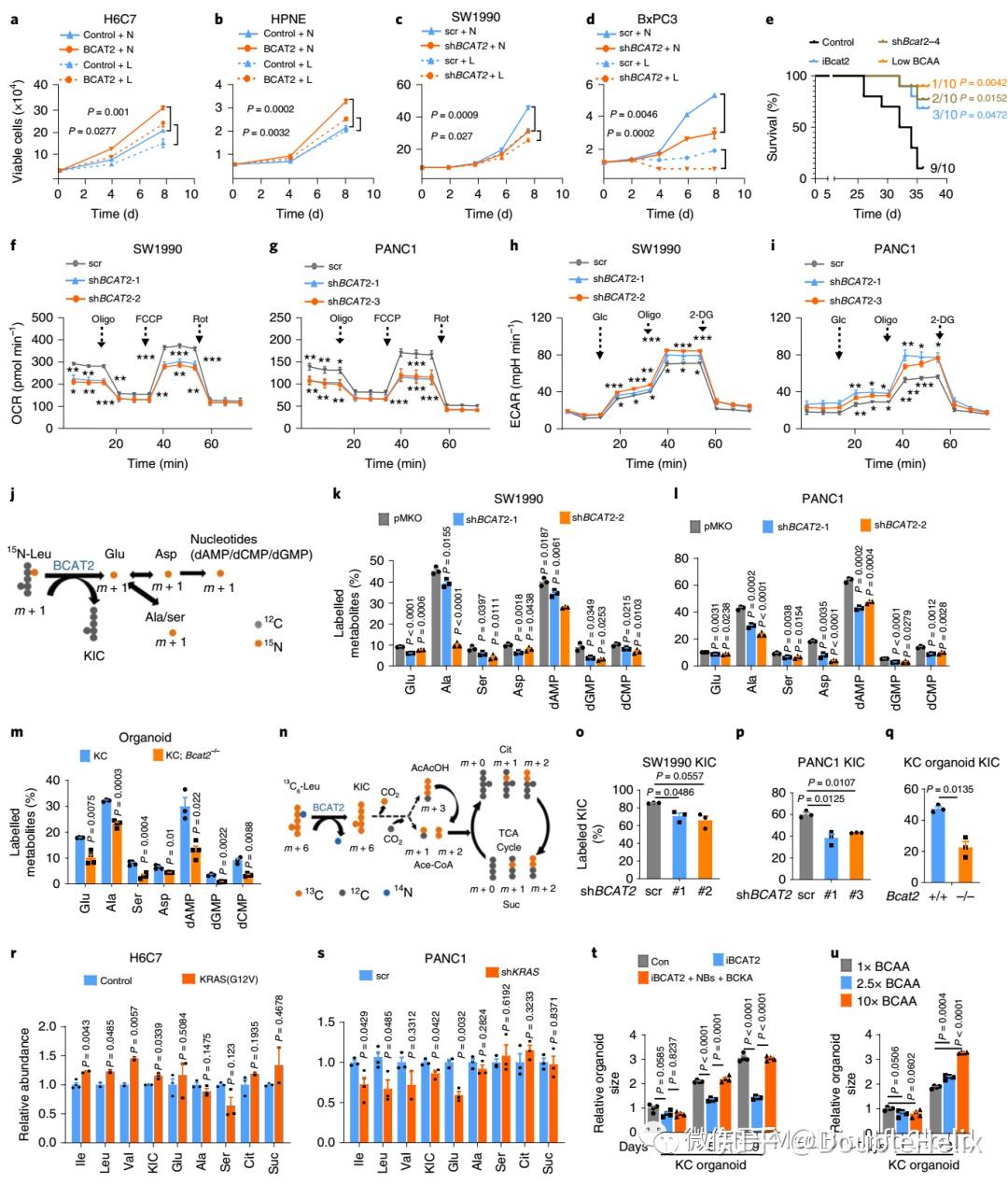 Nature子刊|BCAT2介导的BCAA分解代谢是胰腺导管腺癌发生发展的关键 - 知乎