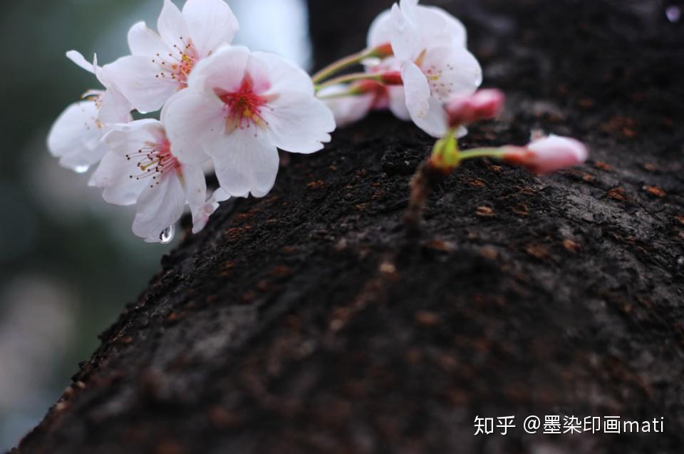 都说“樱花好看而不好拍”，如何拍摄“吸睛”樱花照？ - 知乎