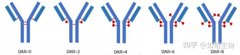 ADC药物DAR值分析的主要技术 - 知乎