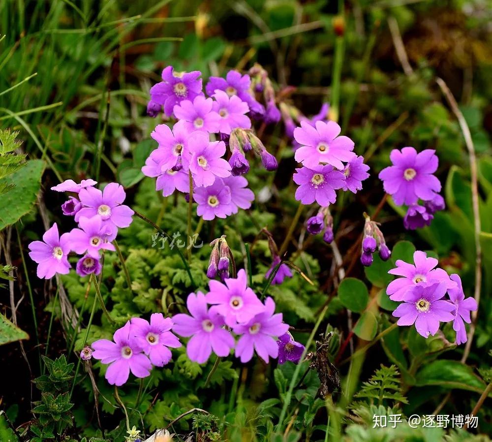 每周野花系列第九期——报春花（1） - 知乎