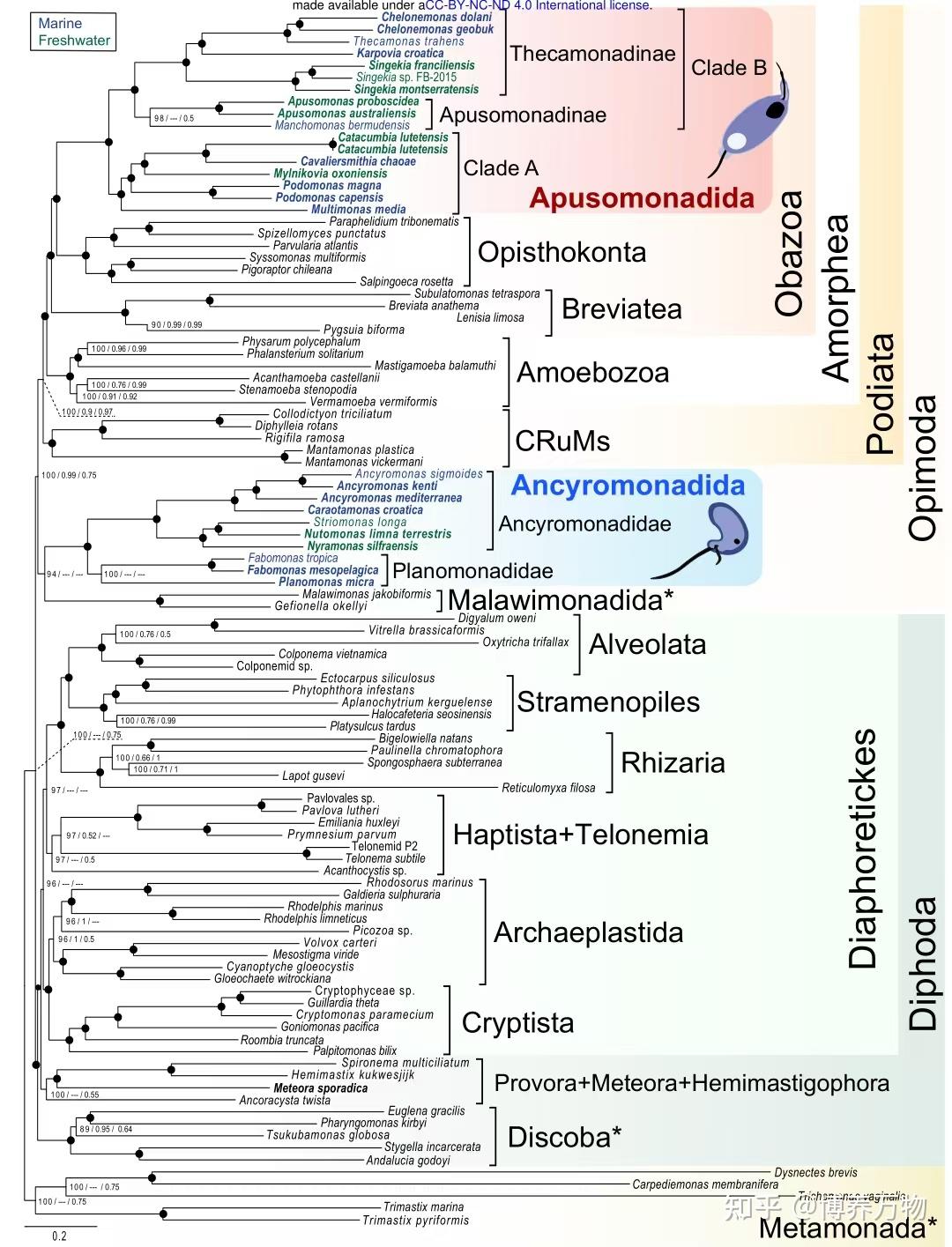 网鞭虫门Telonemⅰa ：形态特征最原始的色藻，却身世成谜 - 知乎
